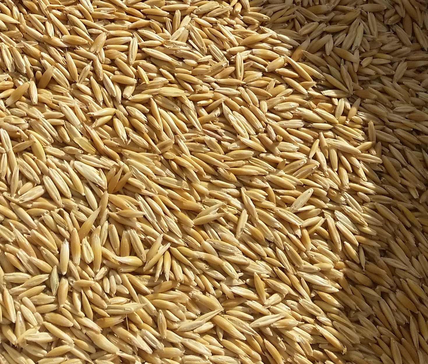 OATS SEED Grain Seed Oats For Sale OATS SEED Grain Seed Oats For Sale